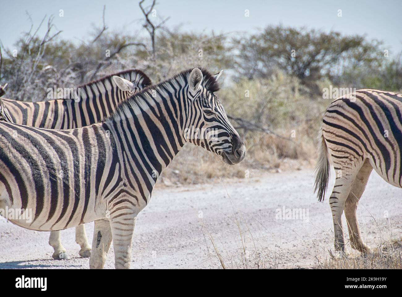 Zebra on etosha savanna hi-res stock photography and images - Alamy