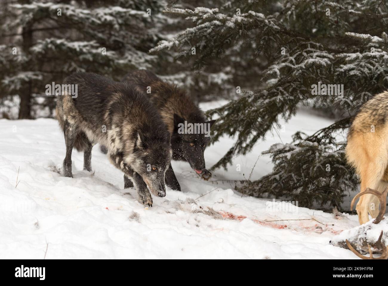 Black Phase Grey Wolves (Canis lupus) Follow Blood Trail to Deer ...