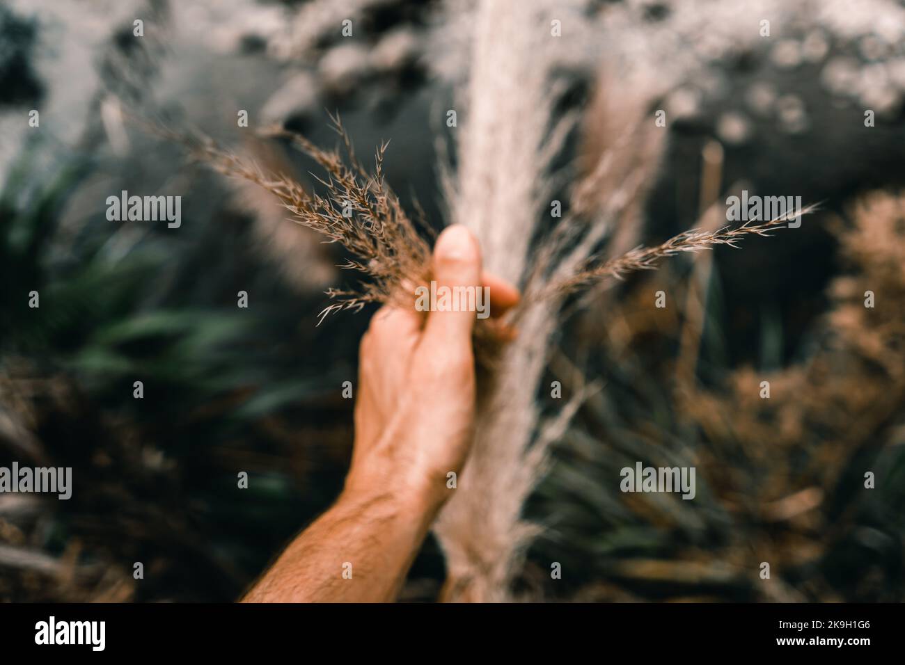 arms and left hand of caucasian man picking leaves from a small downy ...