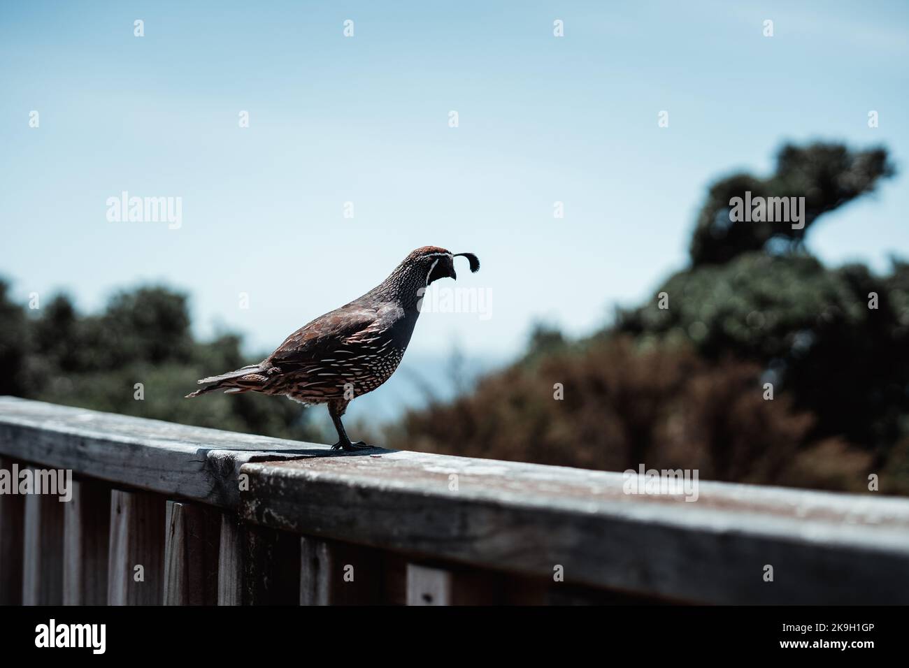 Bird standing on railing hi-res stock photography and images - Alamy