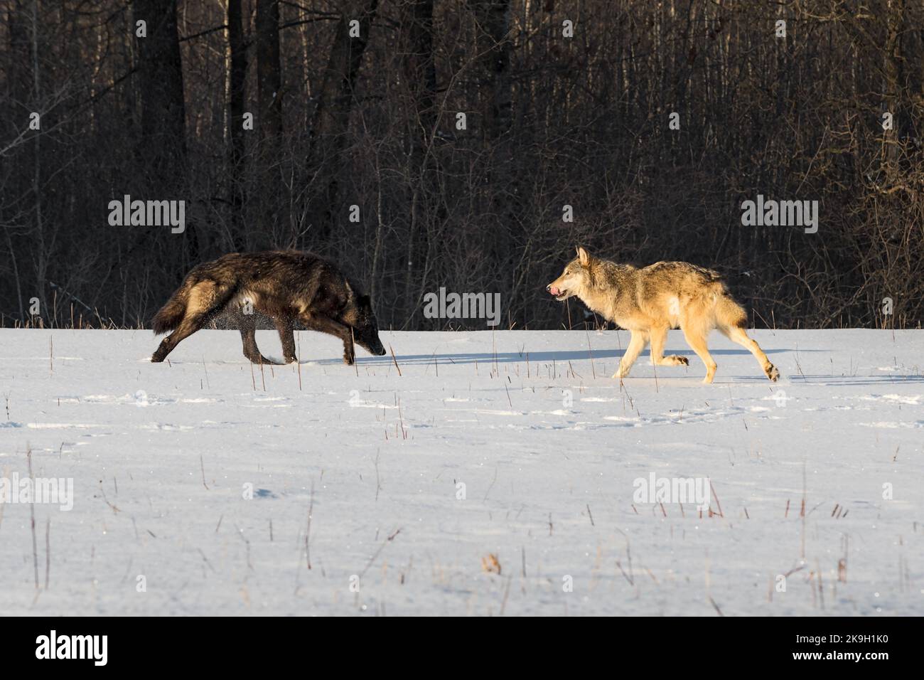Black-Phase and Grey Wolves (Canis lupus) Run Toward Each Other in ...