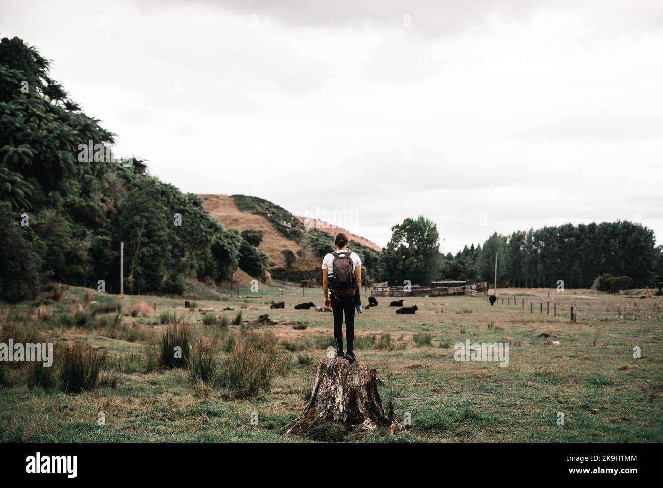 Waitawheta tramway hi-res stock photography and images - Alamy