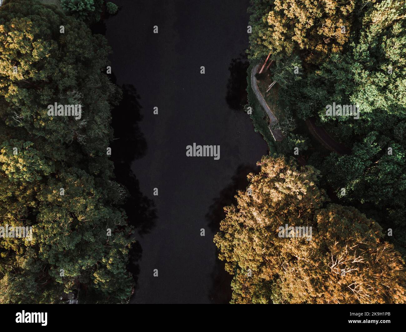 canopy of forest trees and river water Stock Photo - Alamy