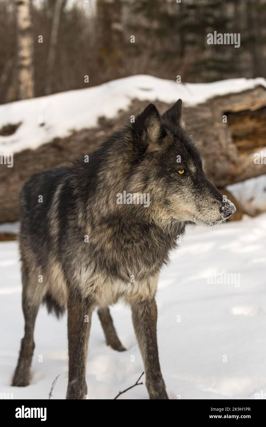 Black Phase Grey Wolf (Canis lupus) Stands Looking Right Ears to Sides ...