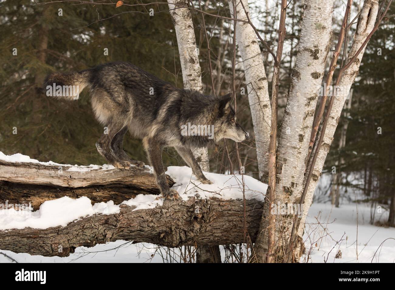 Black Phase Grey Wolf (Canis lupus) Balances on Log Looking Right ...
