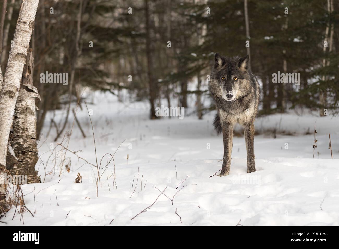 Black Phase Grey Wolf (Canis lupus) Stands at Edge of Woods Staring Out ...