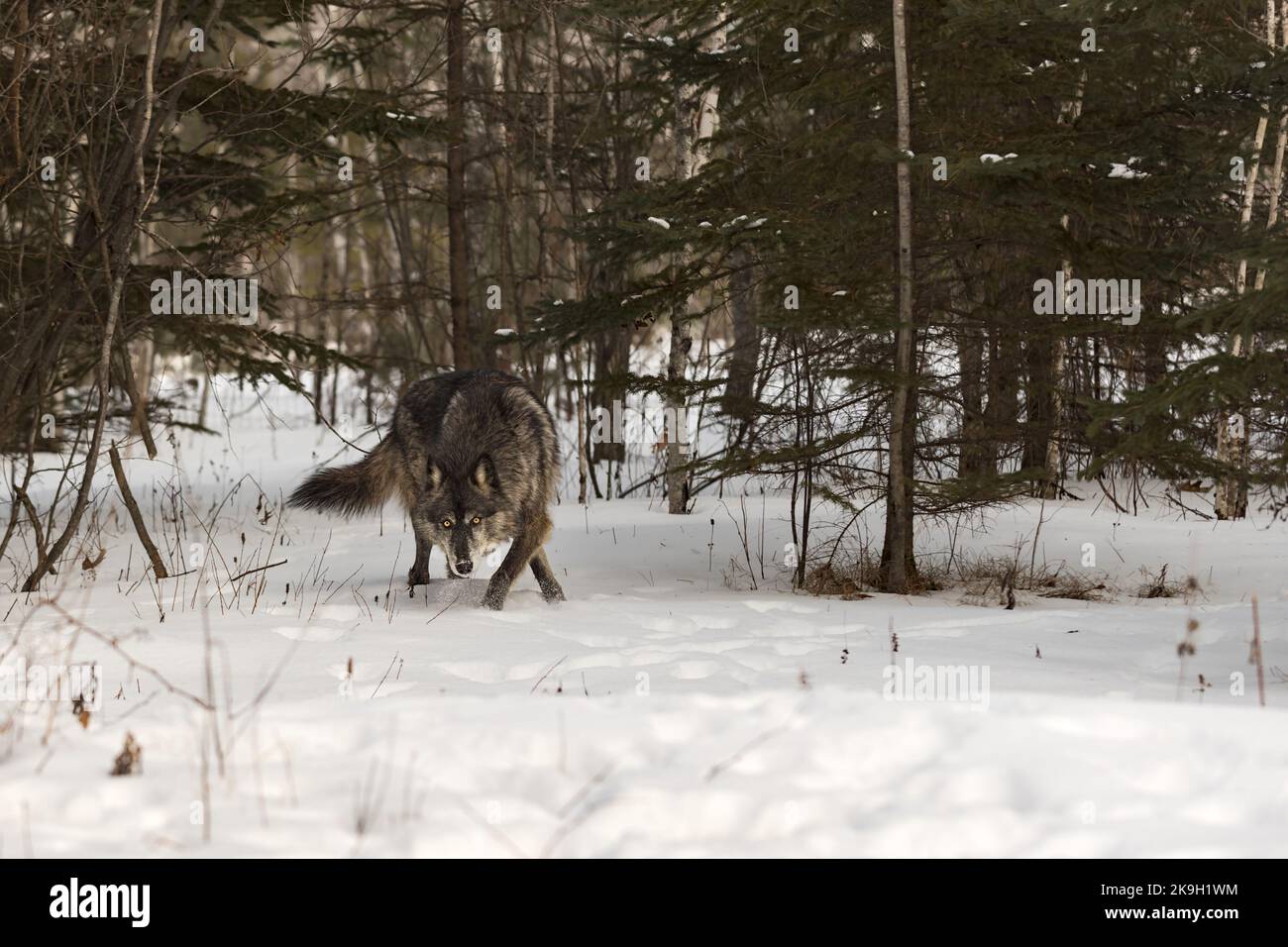 Black Phase Grey Wolf (Canis lupus) Creeps Through Woods Winter ...