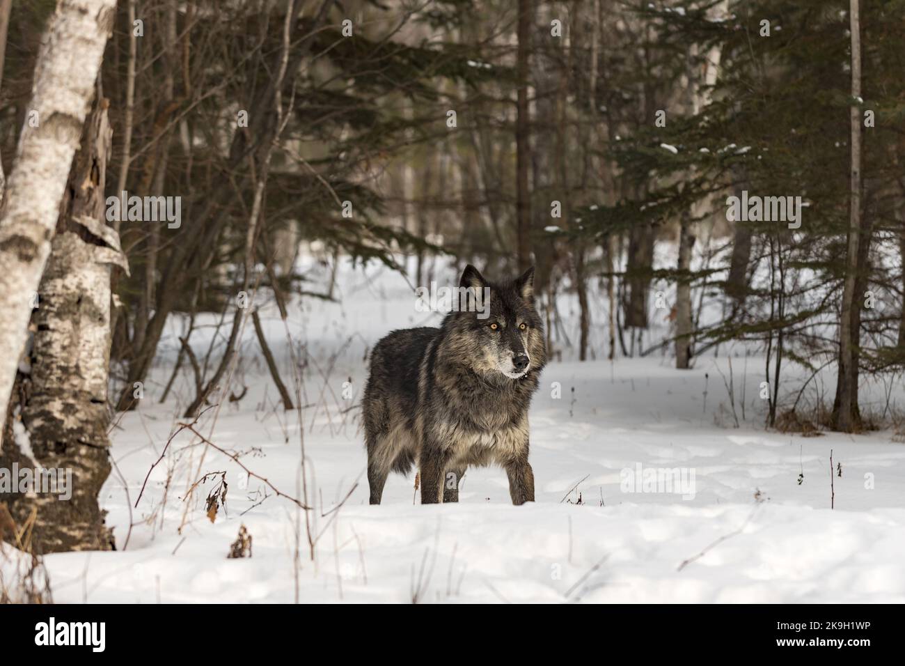 Black Phase Grey Wolf (Canis lupus) Stands Seemingly Knee Deep in Snow ...