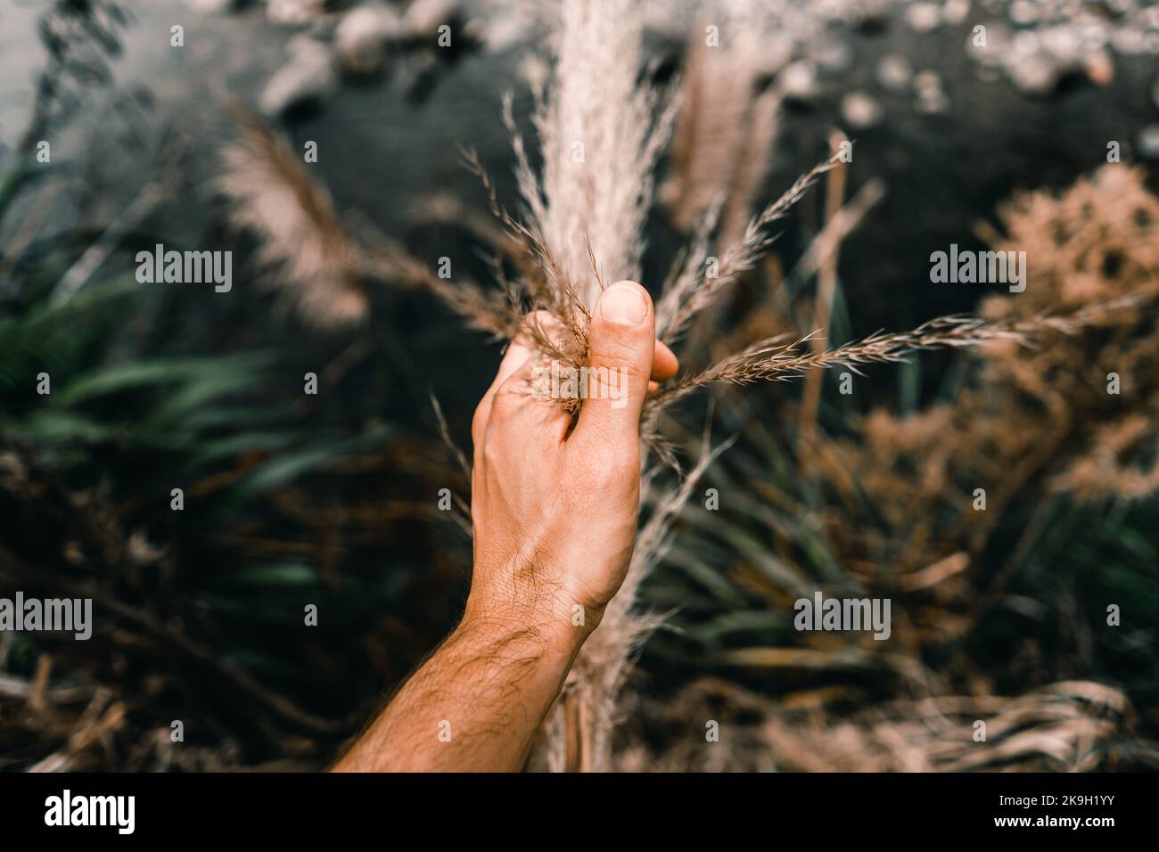 delicate green plant with the spiky leaves between the fingers of the ...