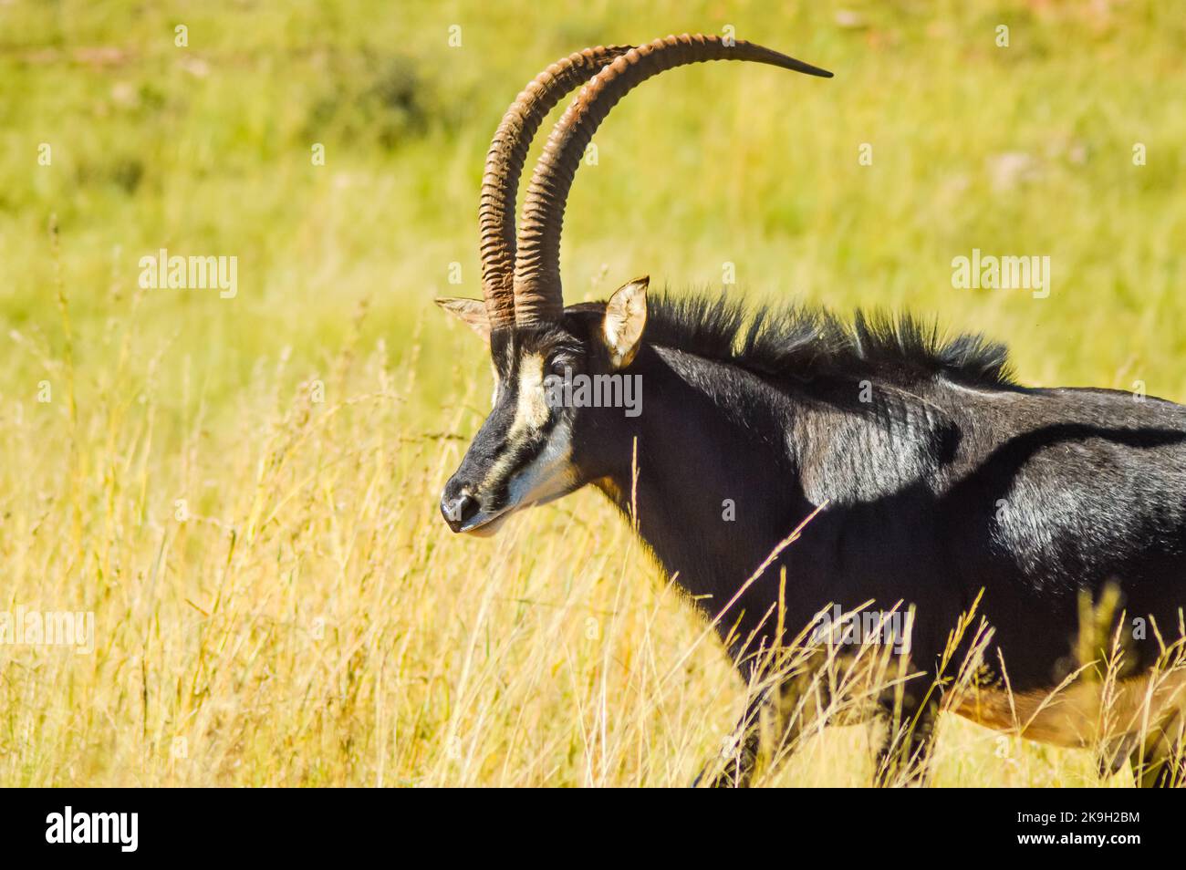 Closeup portrait of a cute and majestic Sable antelope in Johannesburg ...