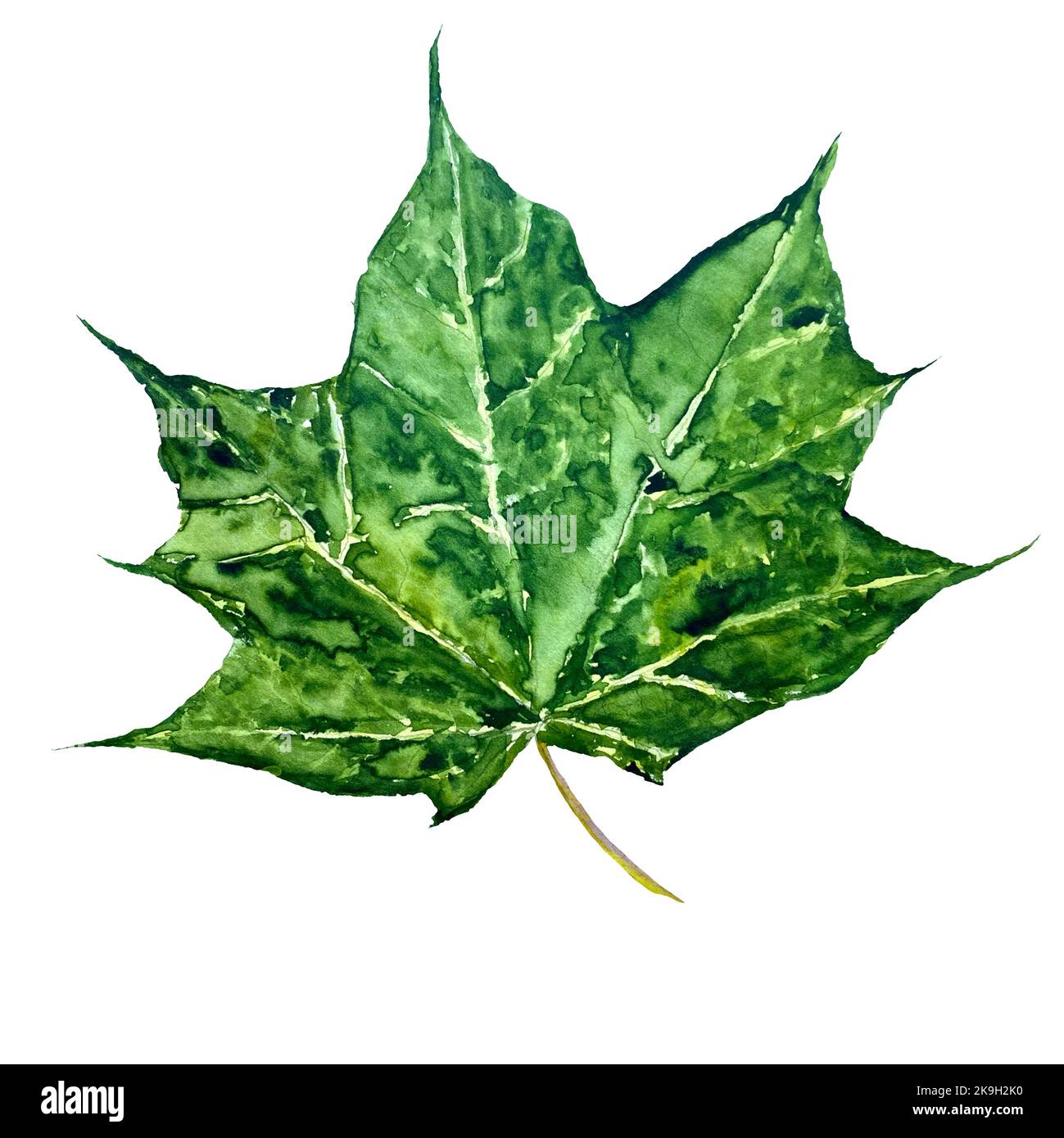 Green Maple Leaf Logo