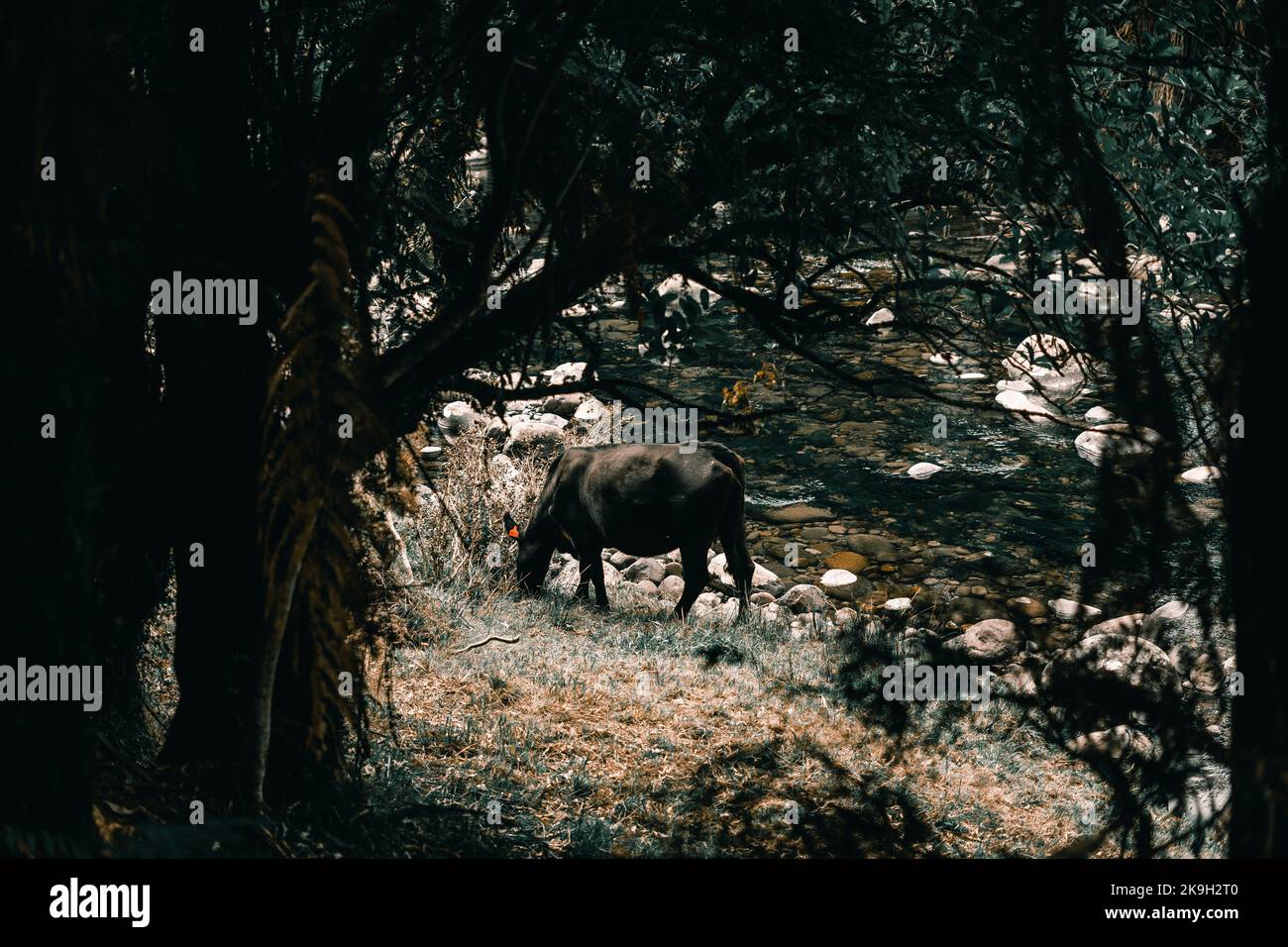 big black skinny cow eating grass from the small meadow among the ...