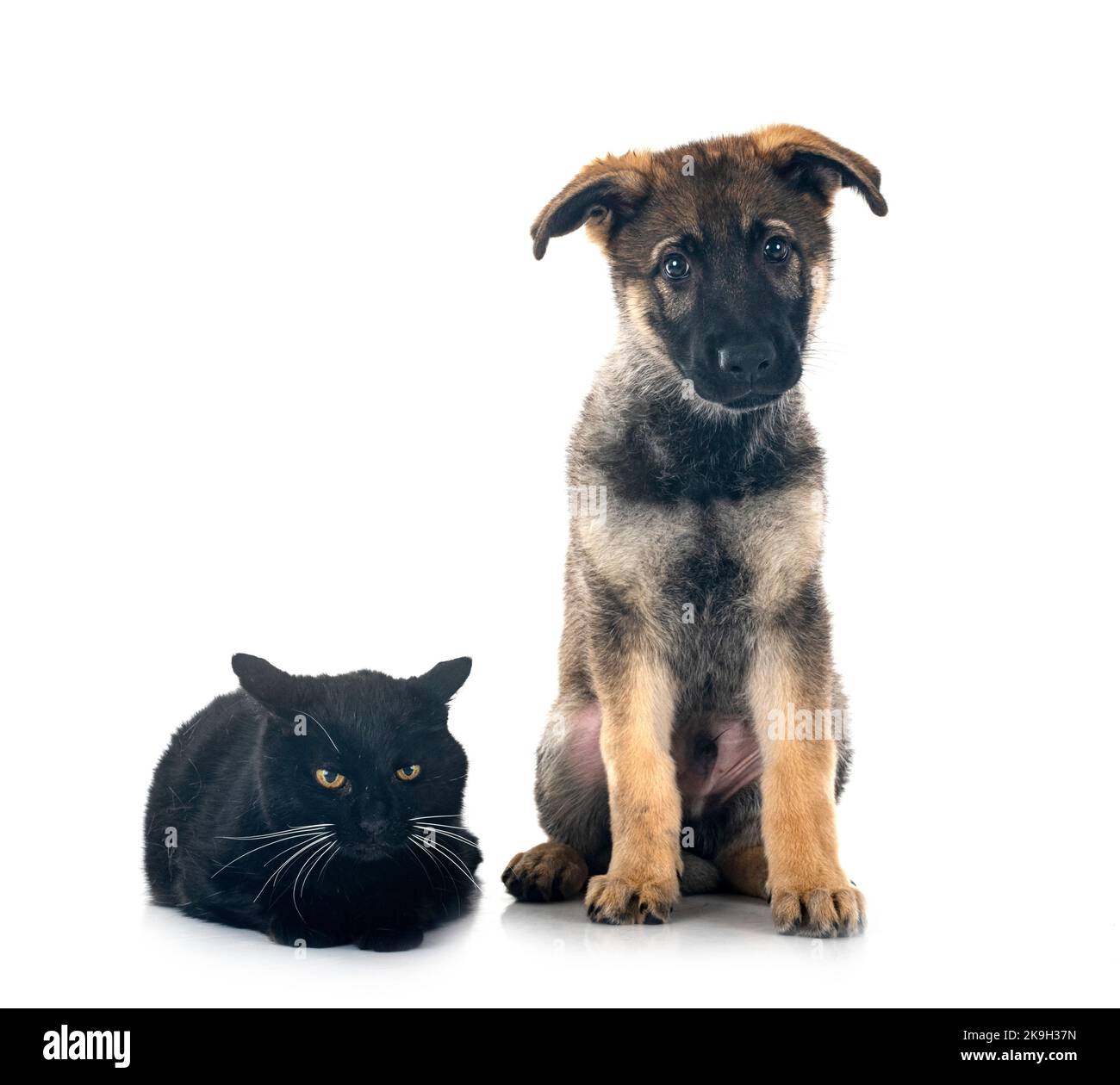 puppy german shepherd and cat in front of white background Stock Photo ...