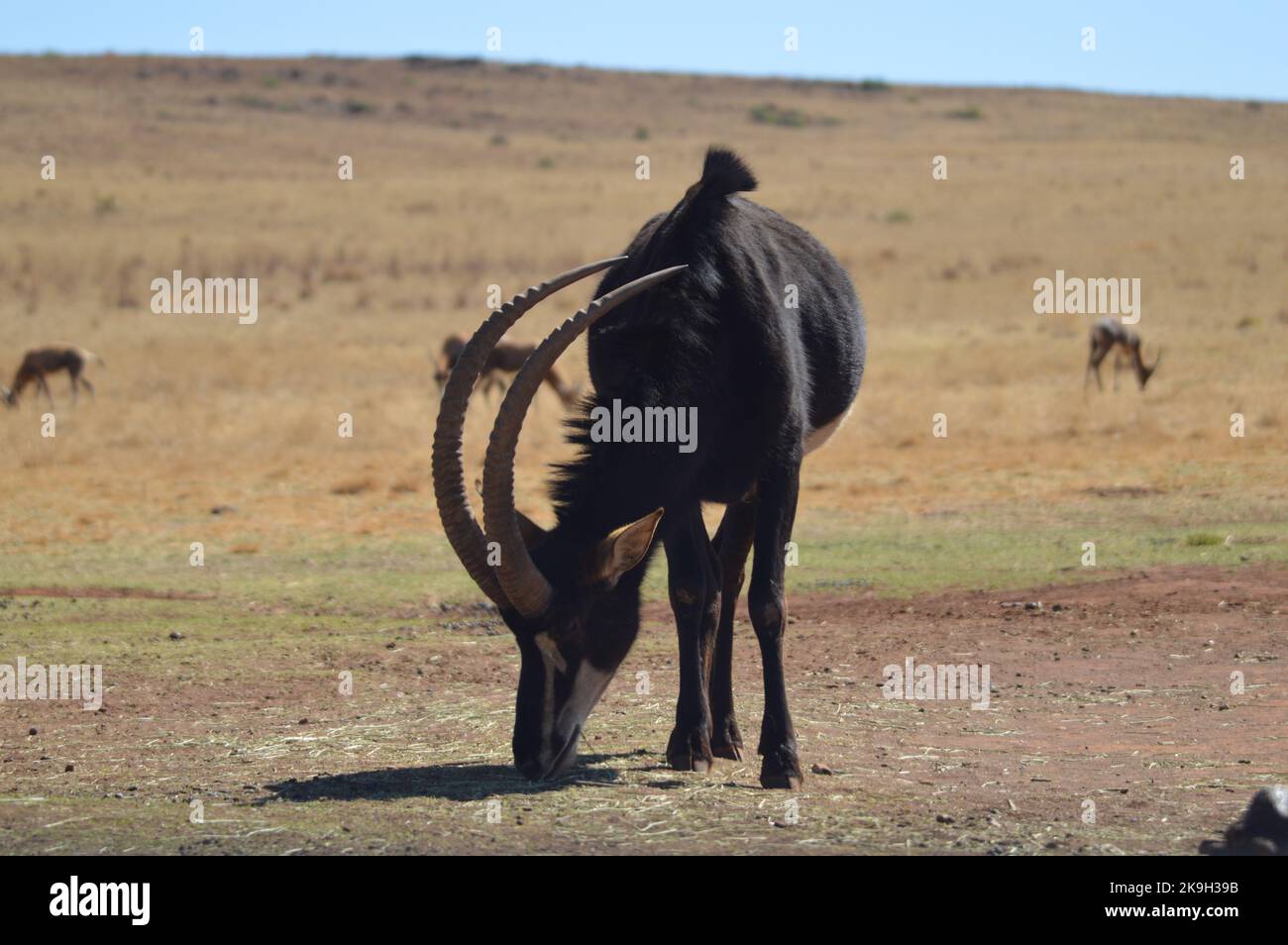 Portrait of a cute Sable Antelope in a game reserve in Africa Stock ...