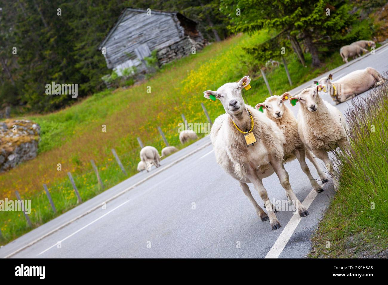Cute lamb looking into camera hi-res stock photography and images - Alamy