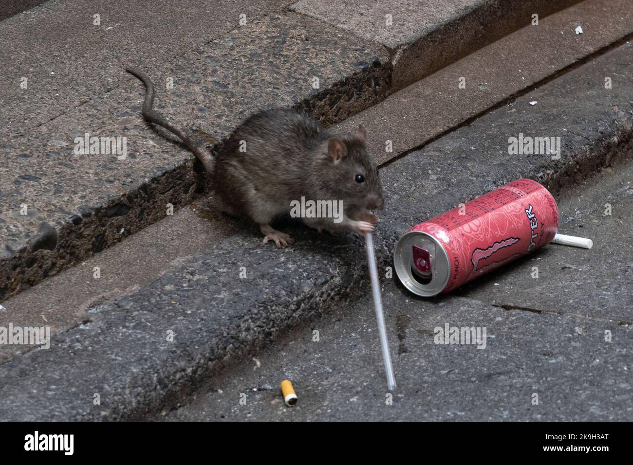 Tokyo, Japan. 28th Oct, 2022. A Shibuya rat drinking a Monster Energy ...