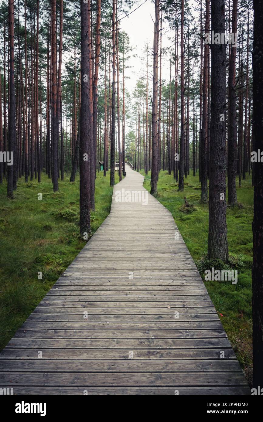 A wooden walking path in the nature reserve "Bor na Czerwonem". Pine ...
