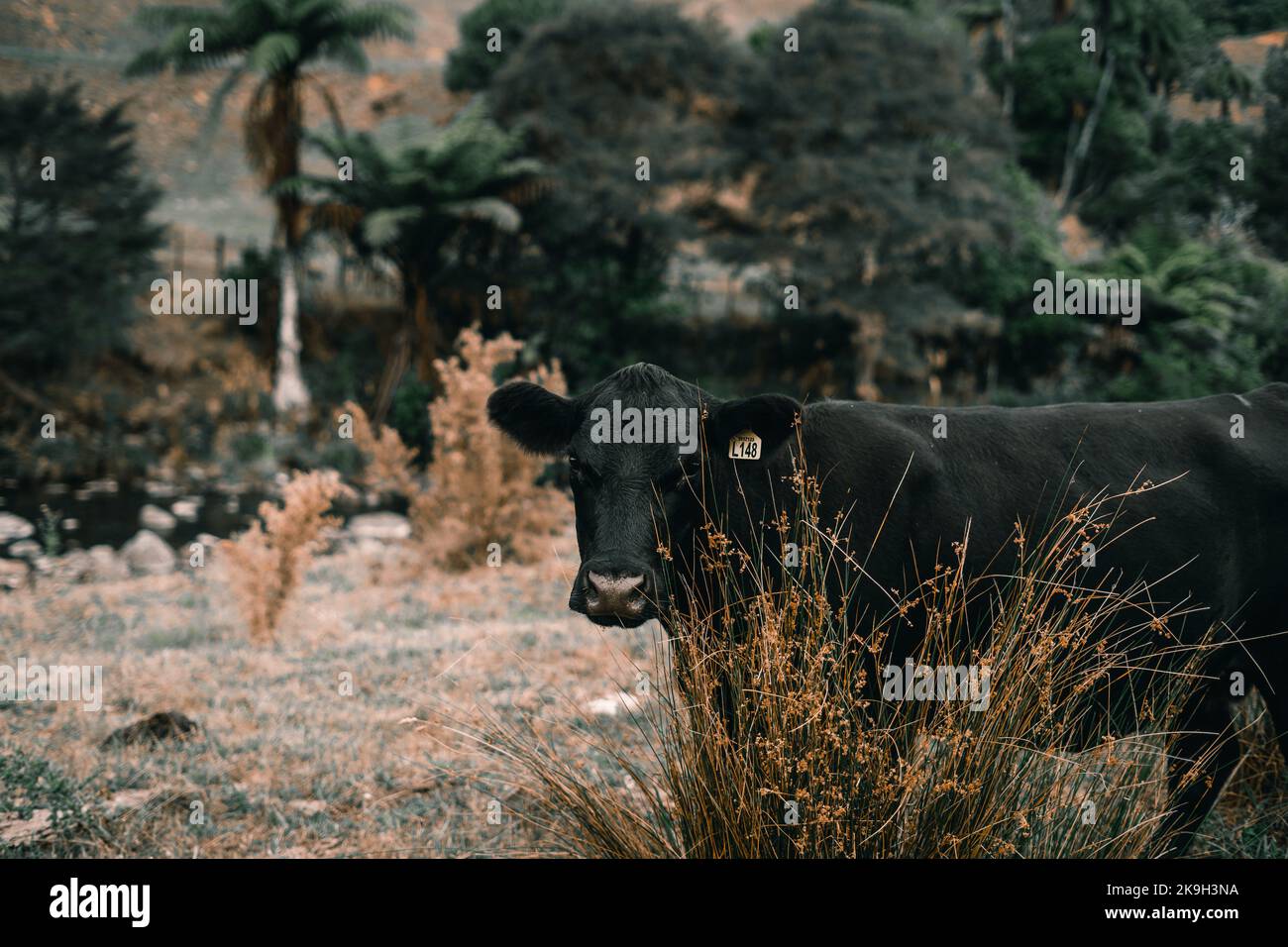 big black cow intimidated by the presence of the photographer in the ...