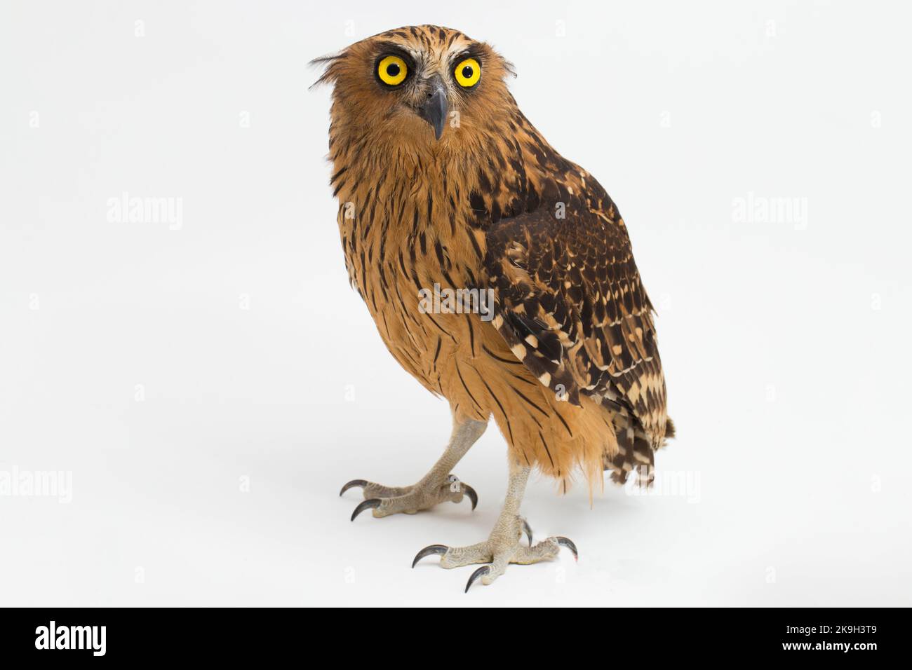The buffy fish owl or Malay fish owl bird (Ketupa ketupu) isolated on ...