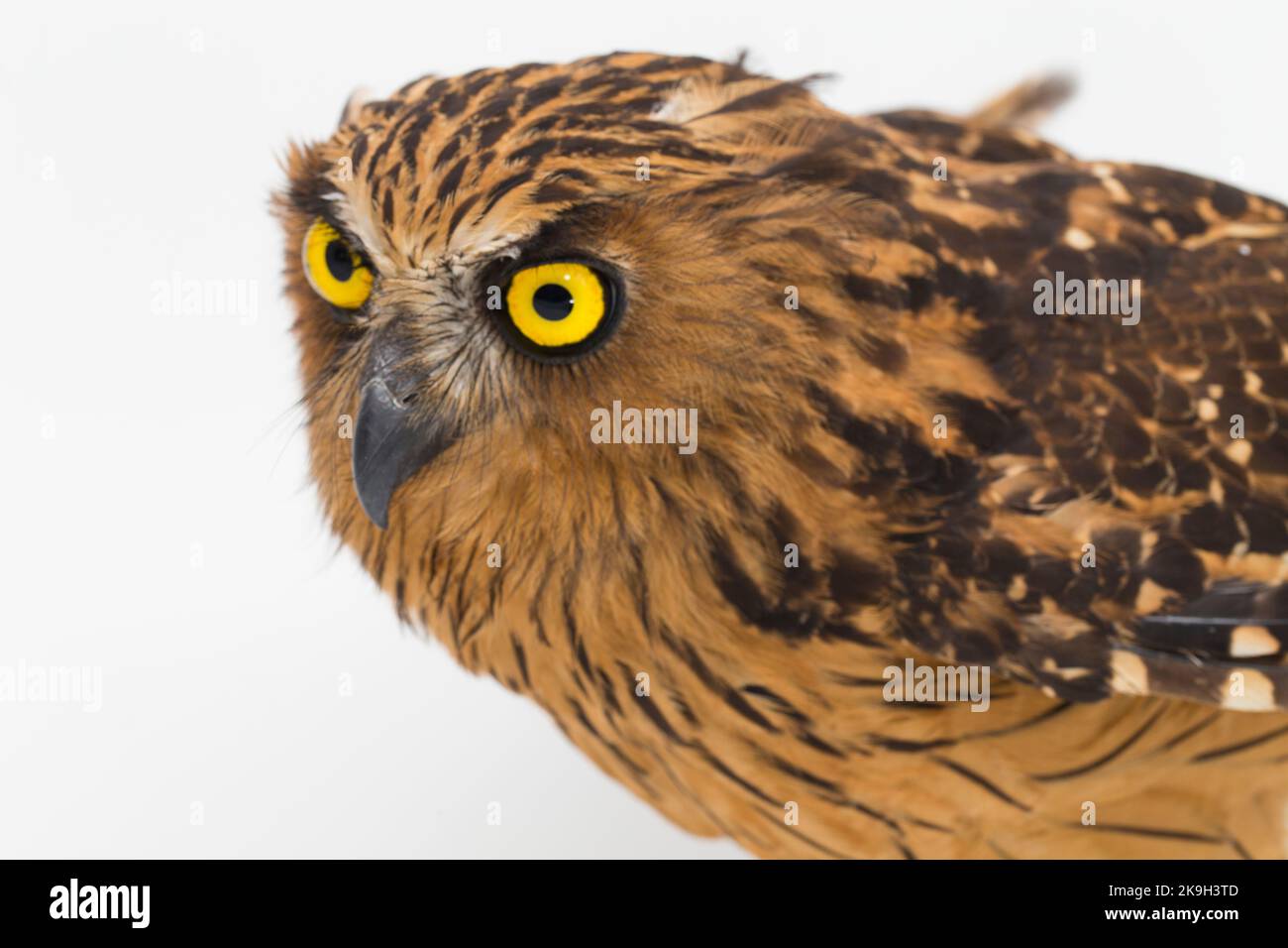 The buffy fish owl or Malay fish owl bird (Ketupa ketupu) isolated on ...