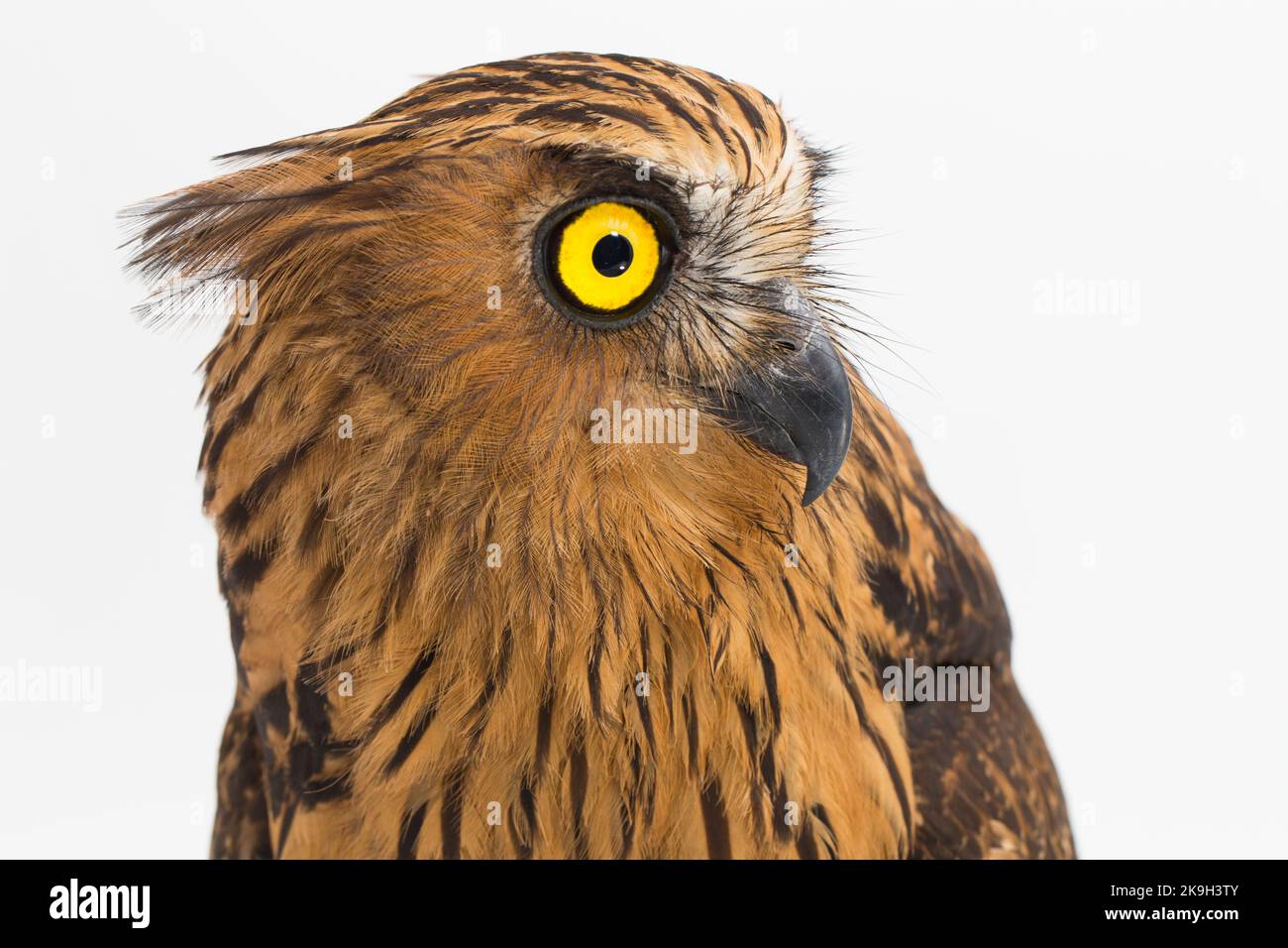 The buffy fish owl or Malay fish owl bird (Ketupa ketupu) isolated on ...