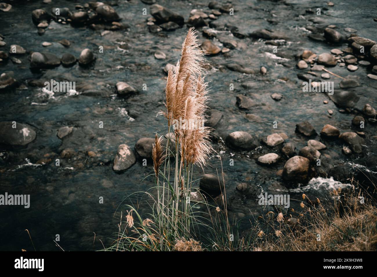 Waitawheta stream hi-res stock photography and images - Alamy