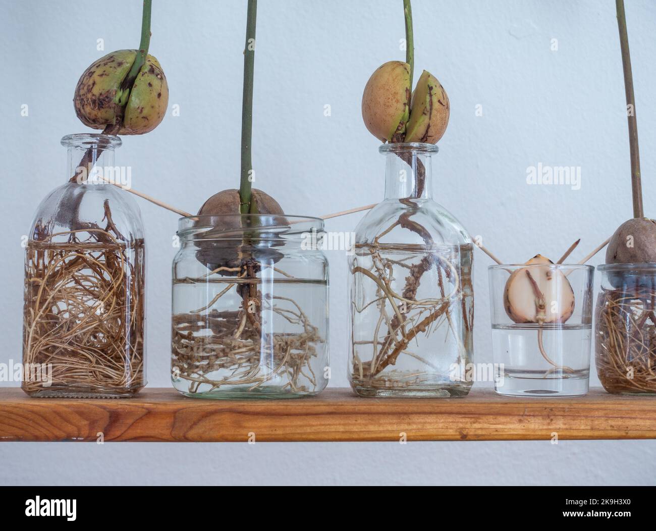 Avocado stone, stones seed, seeds, growing in water. Fun gardening at ...