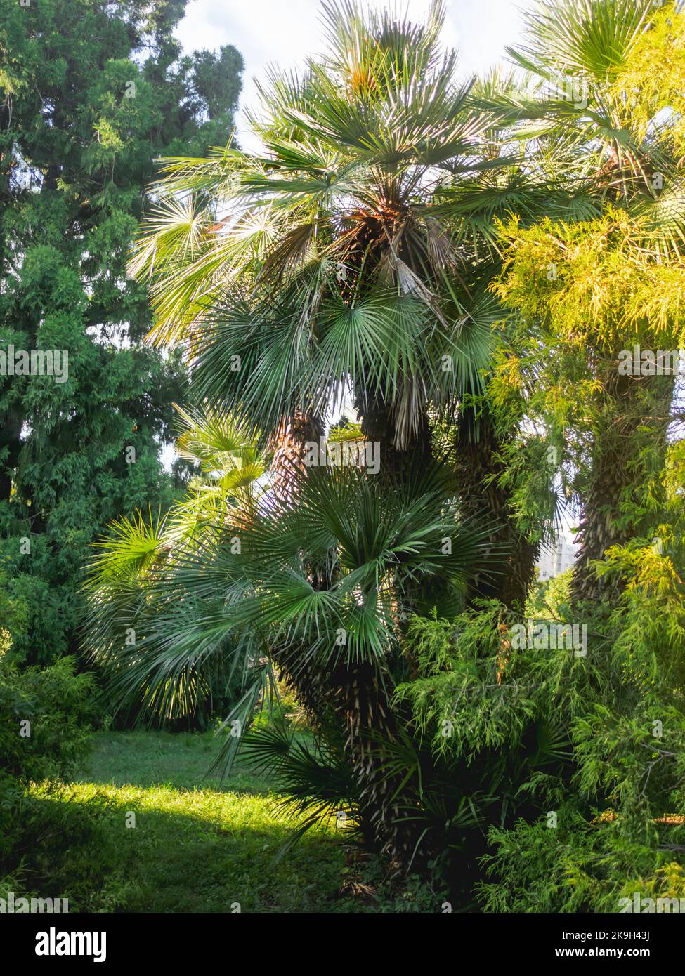 Chamaerops humilis, variously called European fan palm or the Mediterranean dwarf palm ...