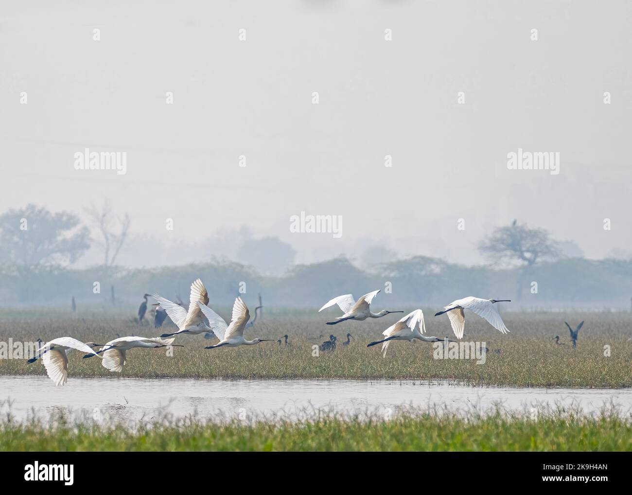 A Flock of Spoon bill in flight over a lake Stock Photo - Alamy