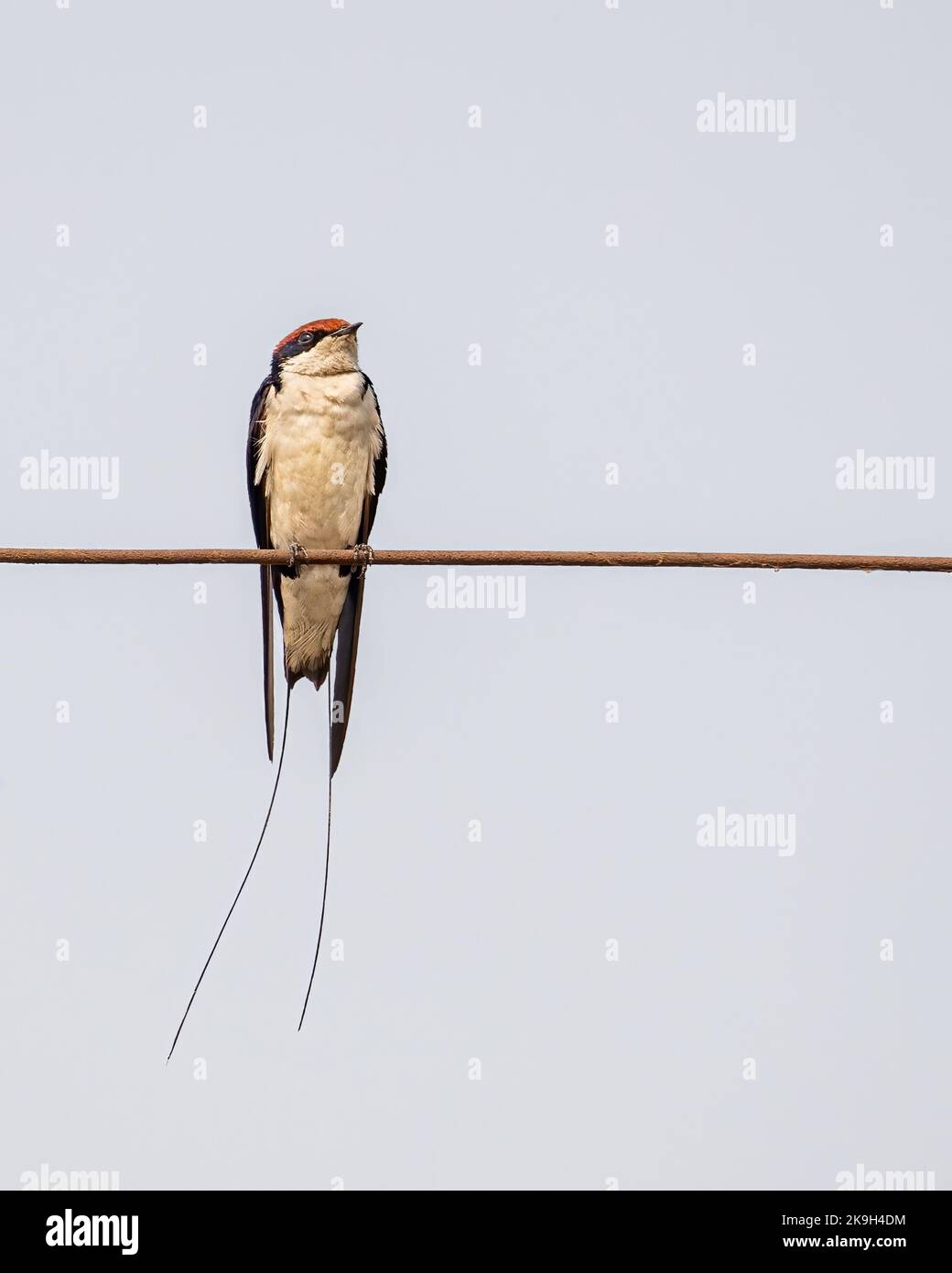 Wire Tail Swallow sitting on a wire Stock Photo - Alamy
