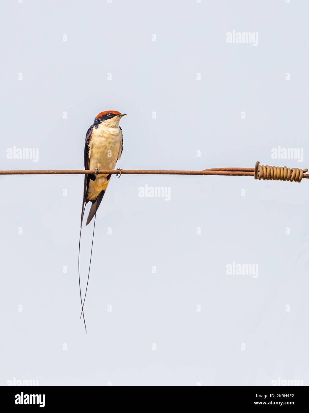 African walnut tree hi-res stock photography and images - Alamy