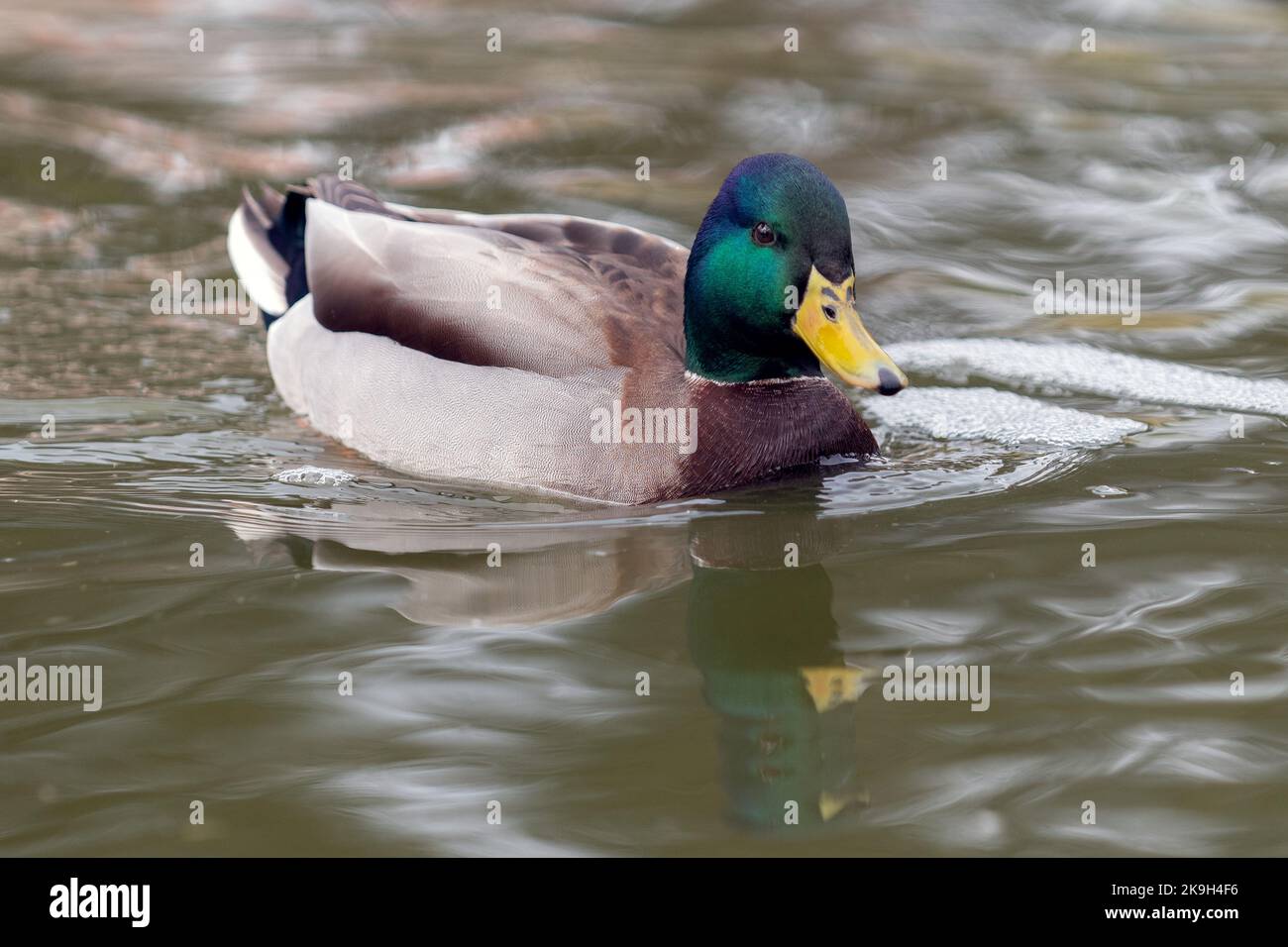 Female duck shows neutral colors in the pond water reflection while ...