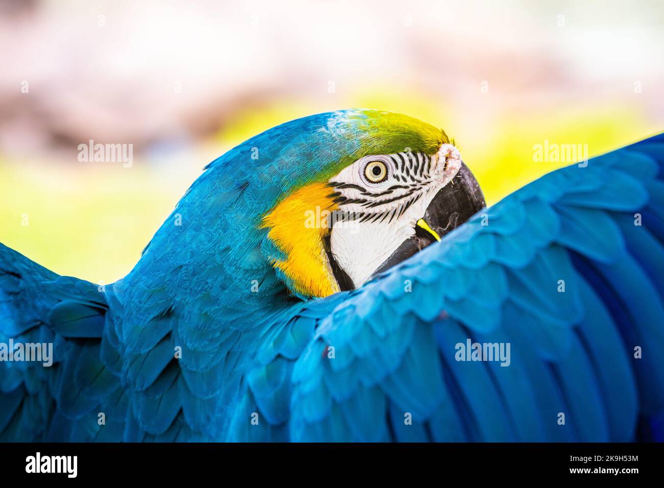 Blue and yellow macaw parrot with open wings in Iguazu national park, Brazil Stock Photo - Alamy