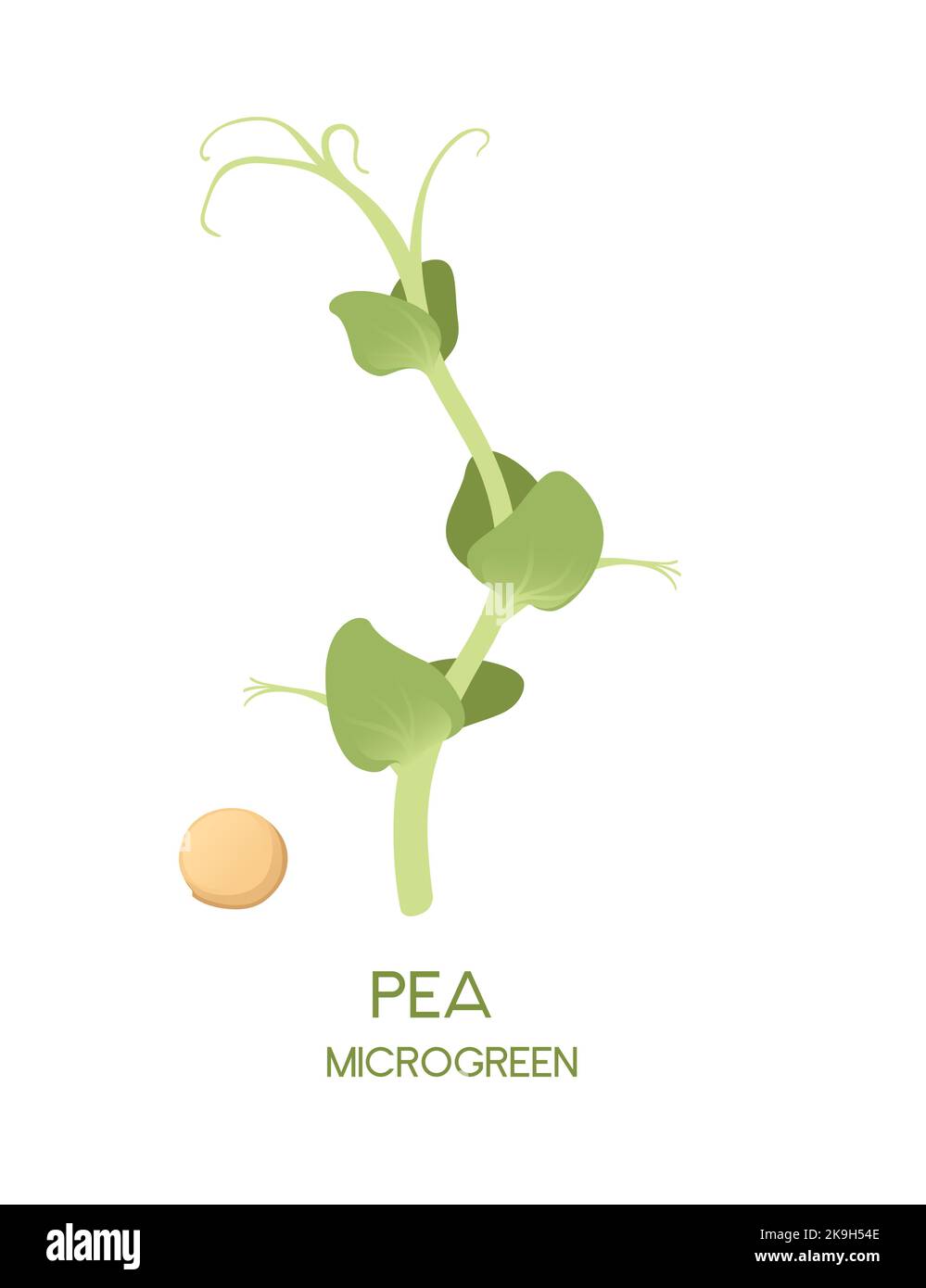 Fresh microgreen superfood sprouts pea healthy nutrition vector ...