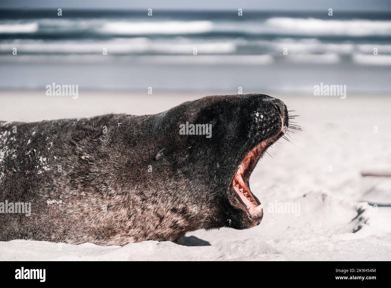 cute brown seal in profile lying calm and relaxed on the white sand of ...