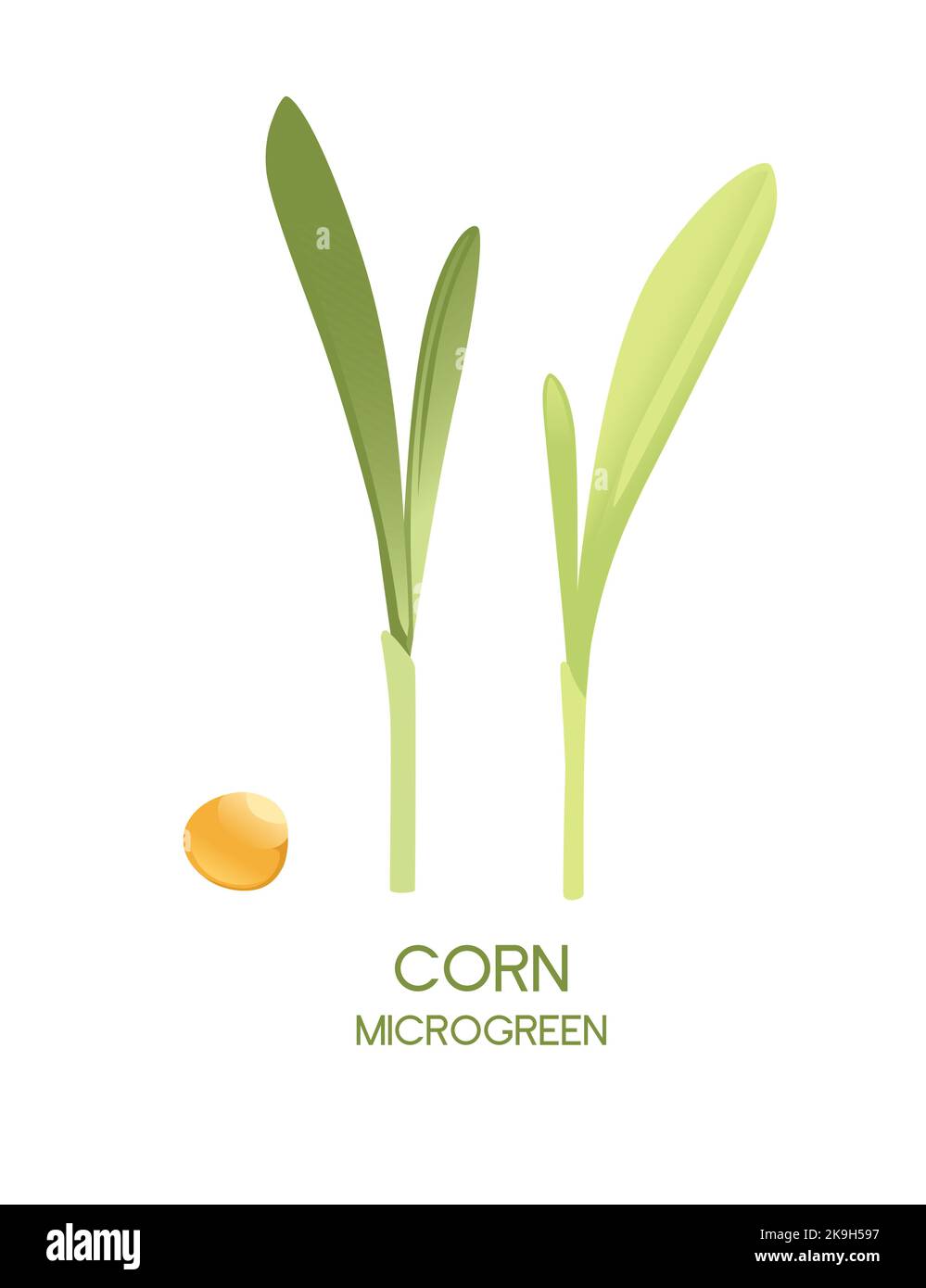 Fresh microgreen superfood sprouts corn healthy nutrition vector ...