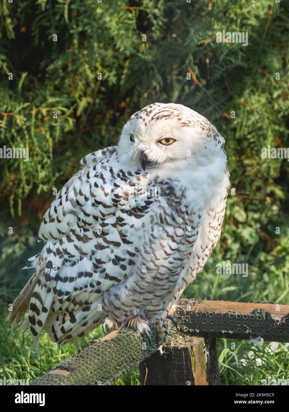 Portrait of snowy owl. Night bird with monochrome feathers in daylight ...