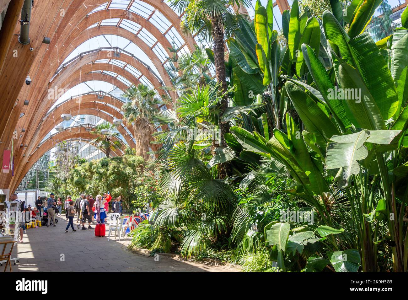 Subtropical plants inside Sheffield Winter Gardens, Surrey Street ...