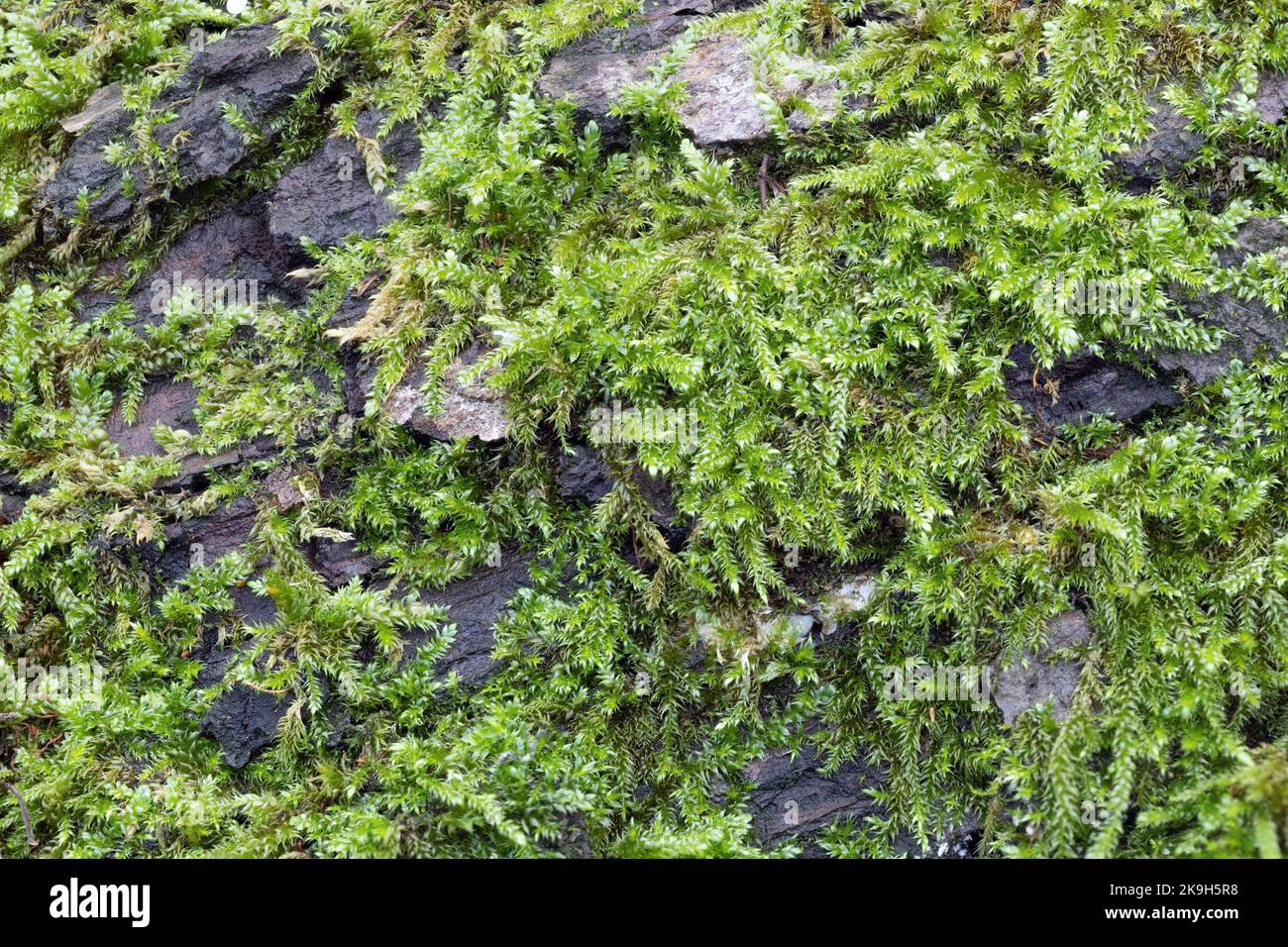Moss carpet in damp places in the forest Stock Photo - Alamy