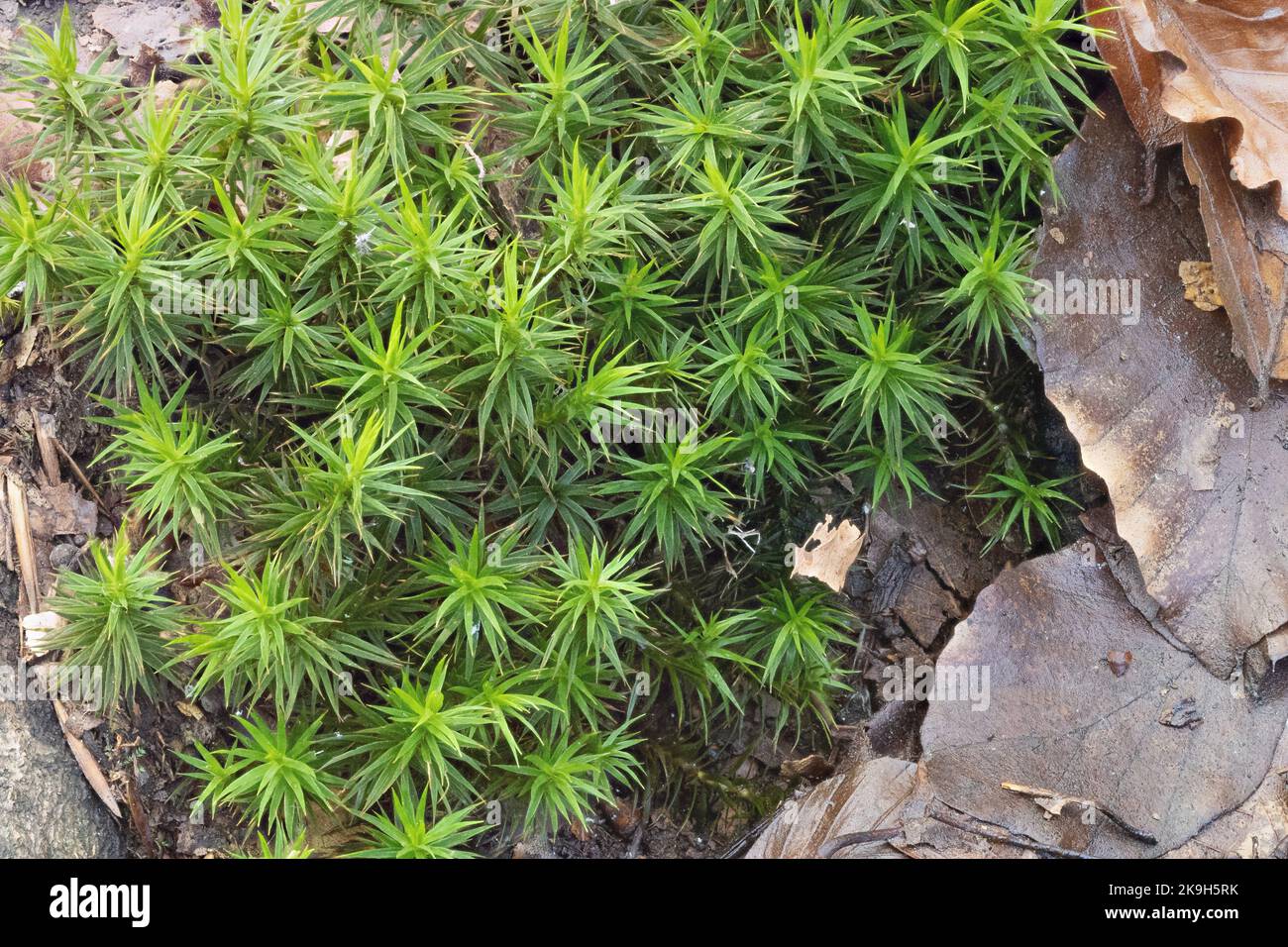 Plant of damp places hi-res stock photography and images - Alamy
