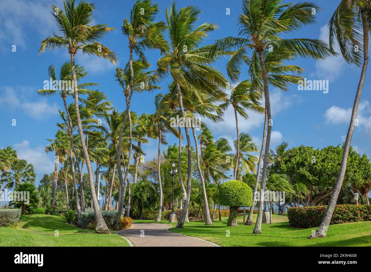 Tropical paradise: idyllic palm trees and footpath in Aruba, Dutch ...