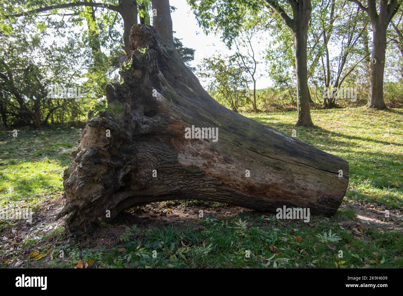 old deat tree stump in the forest Stock Photo - Alamy