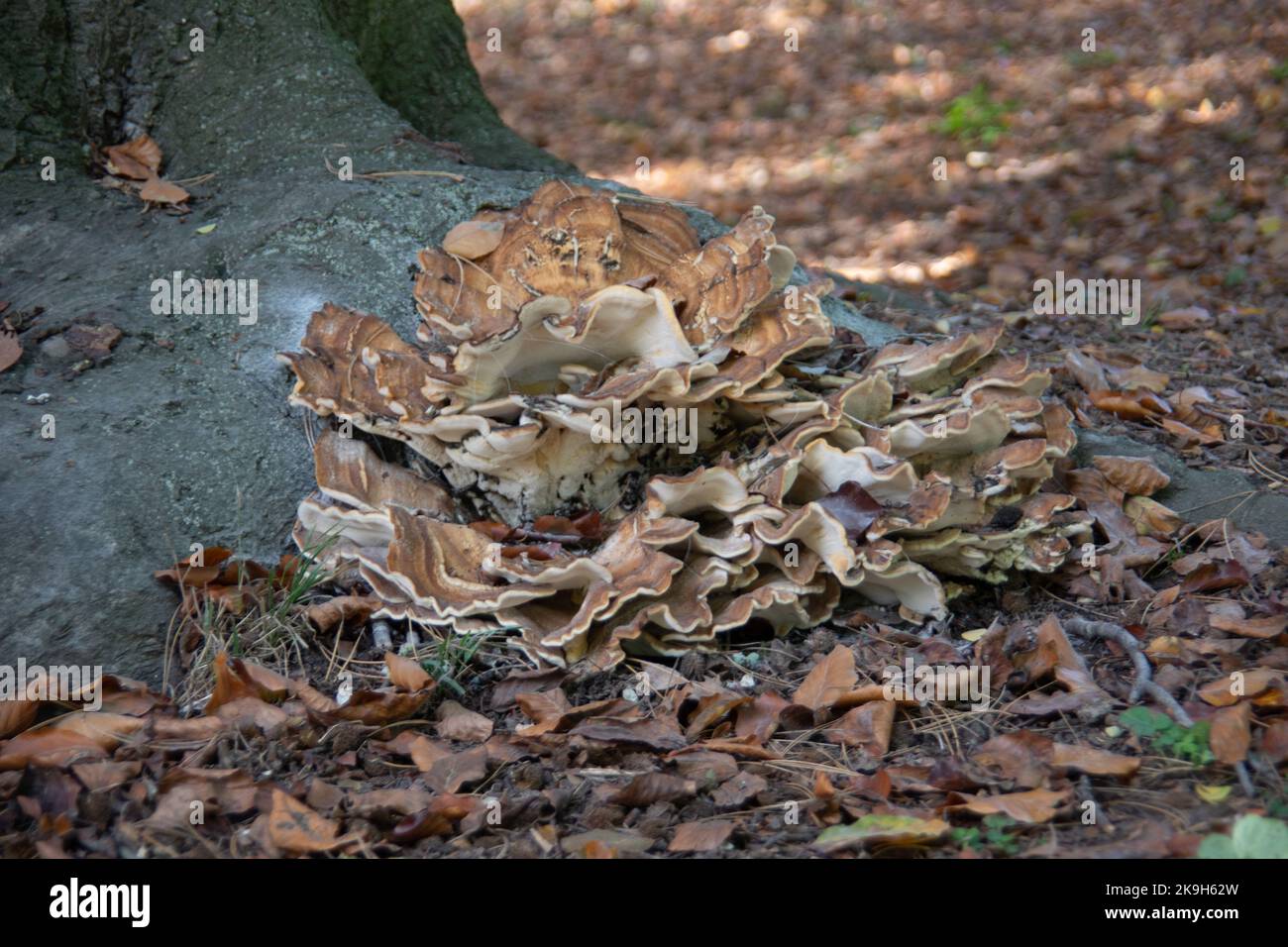 Root fungus on the forest floor Stock Photo - Alamy