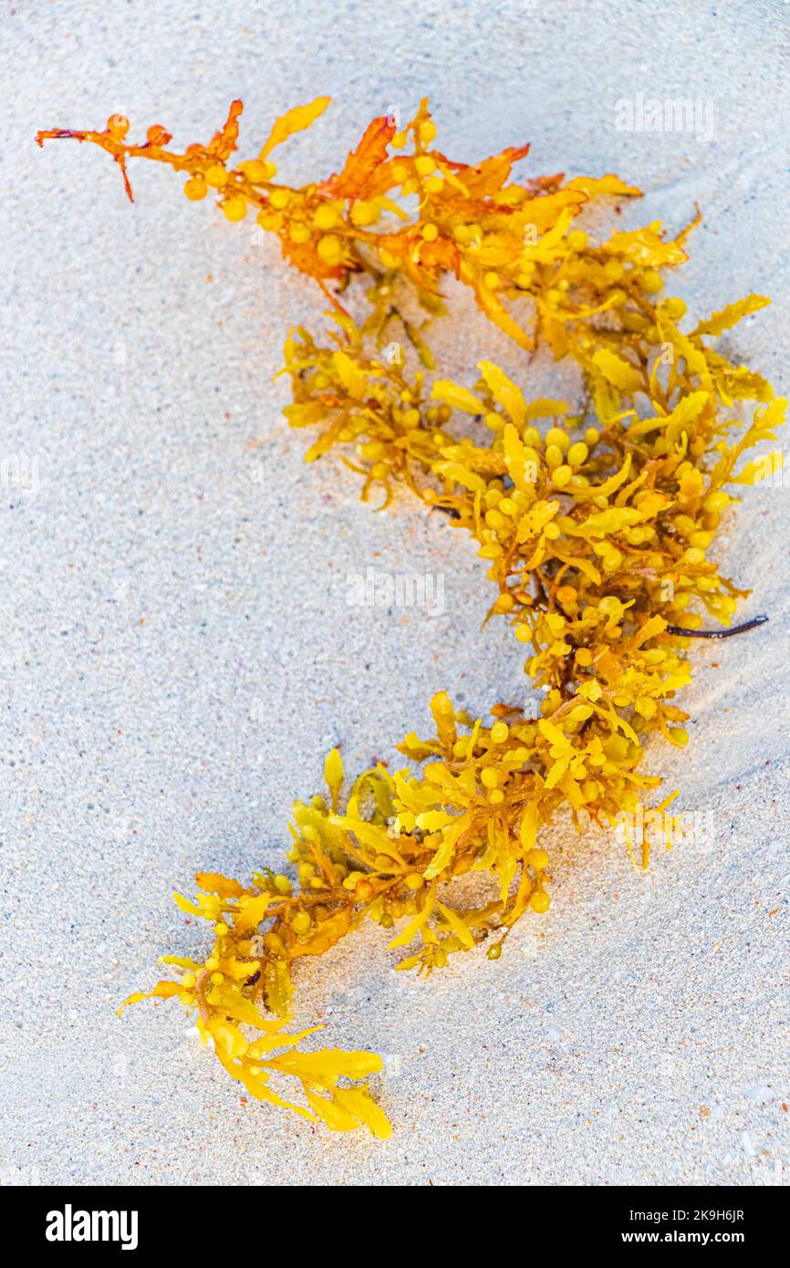 Yellow red orange seaweed seagrass sargazo at tropical mexican beach in ...