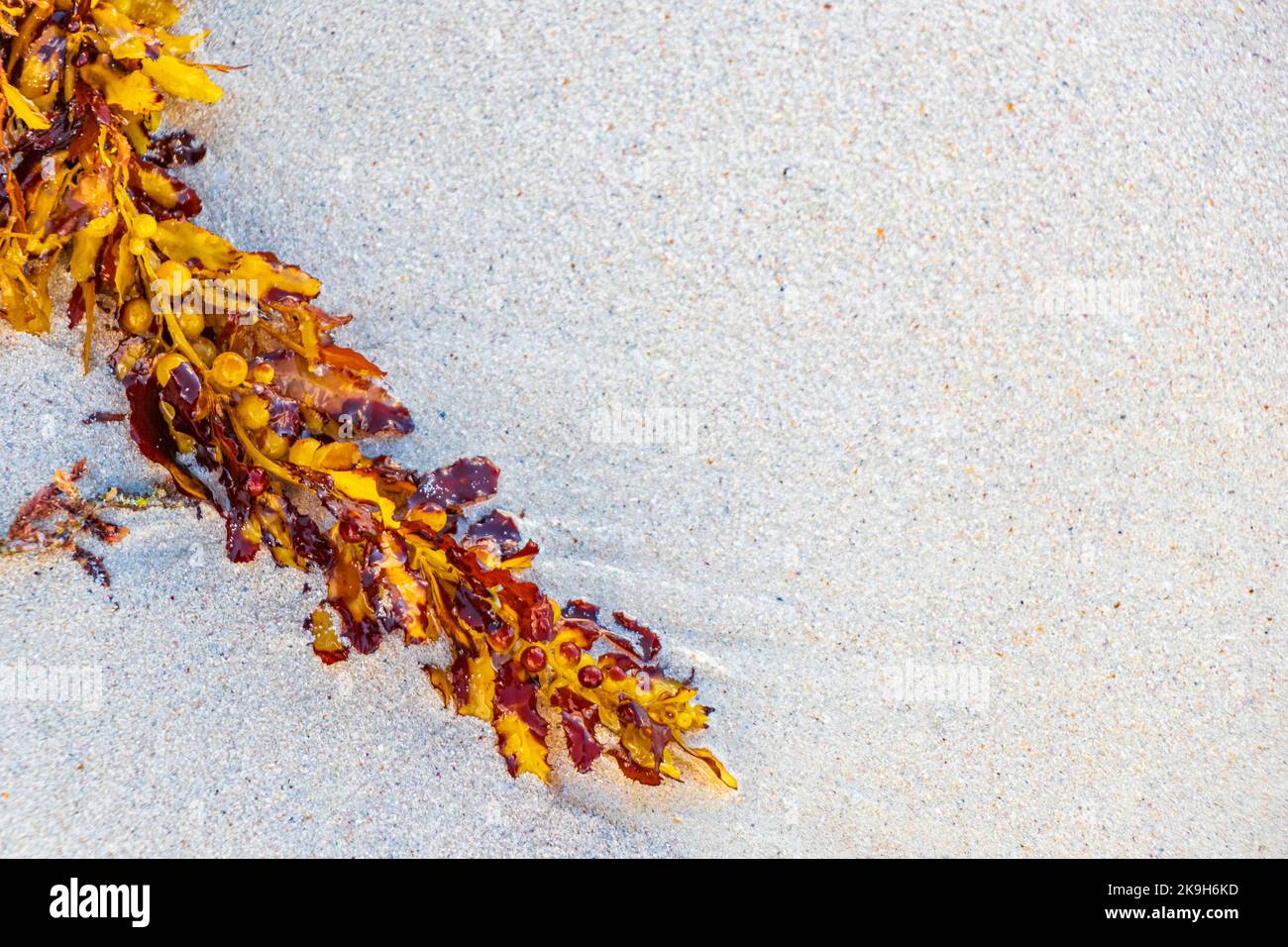 Yellow red orange seaweed seagrass sargazo at tropical mexican beach in ...