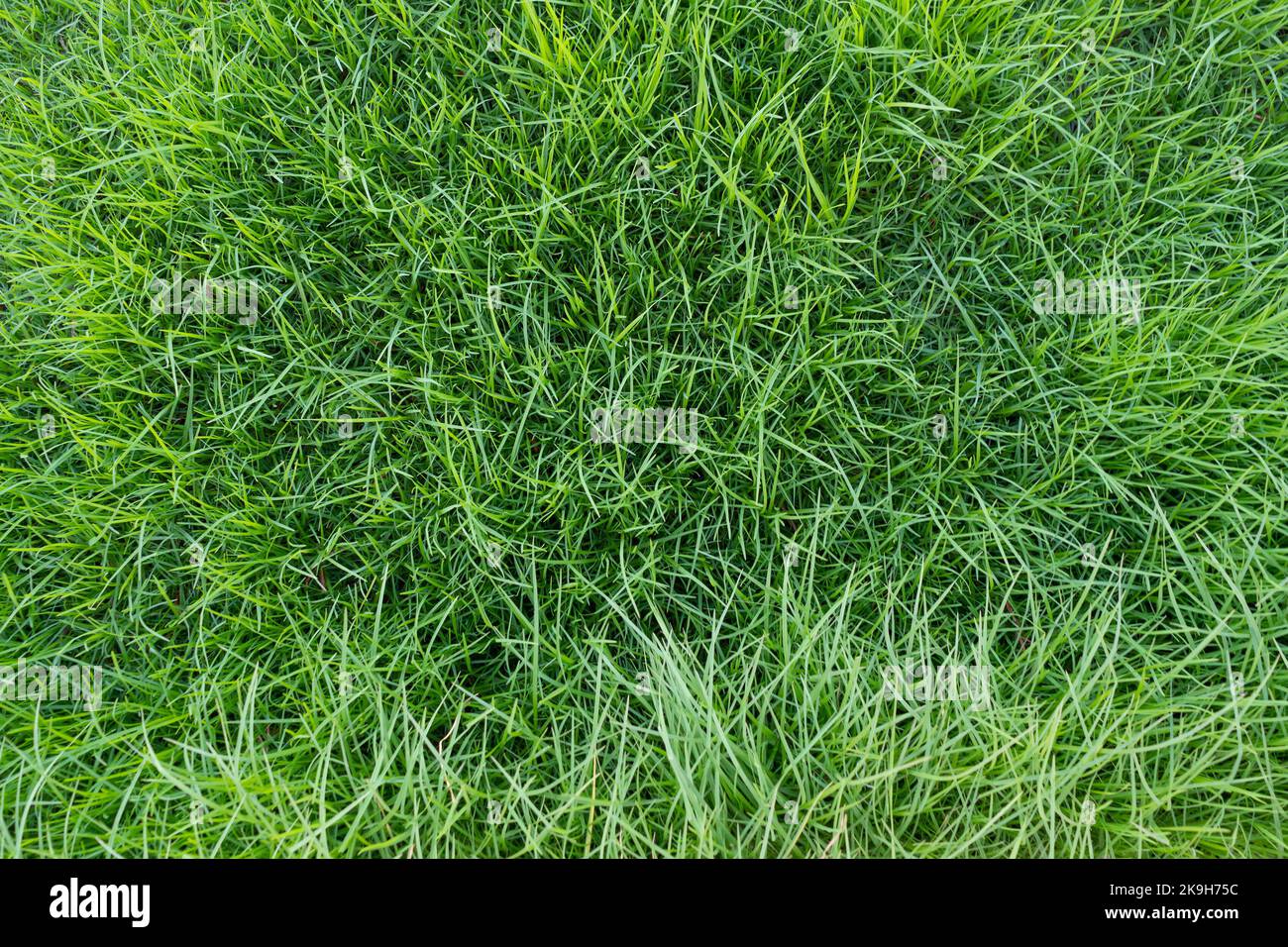 Fresh green grass growing in garden, abstract closeup from above Stock ...