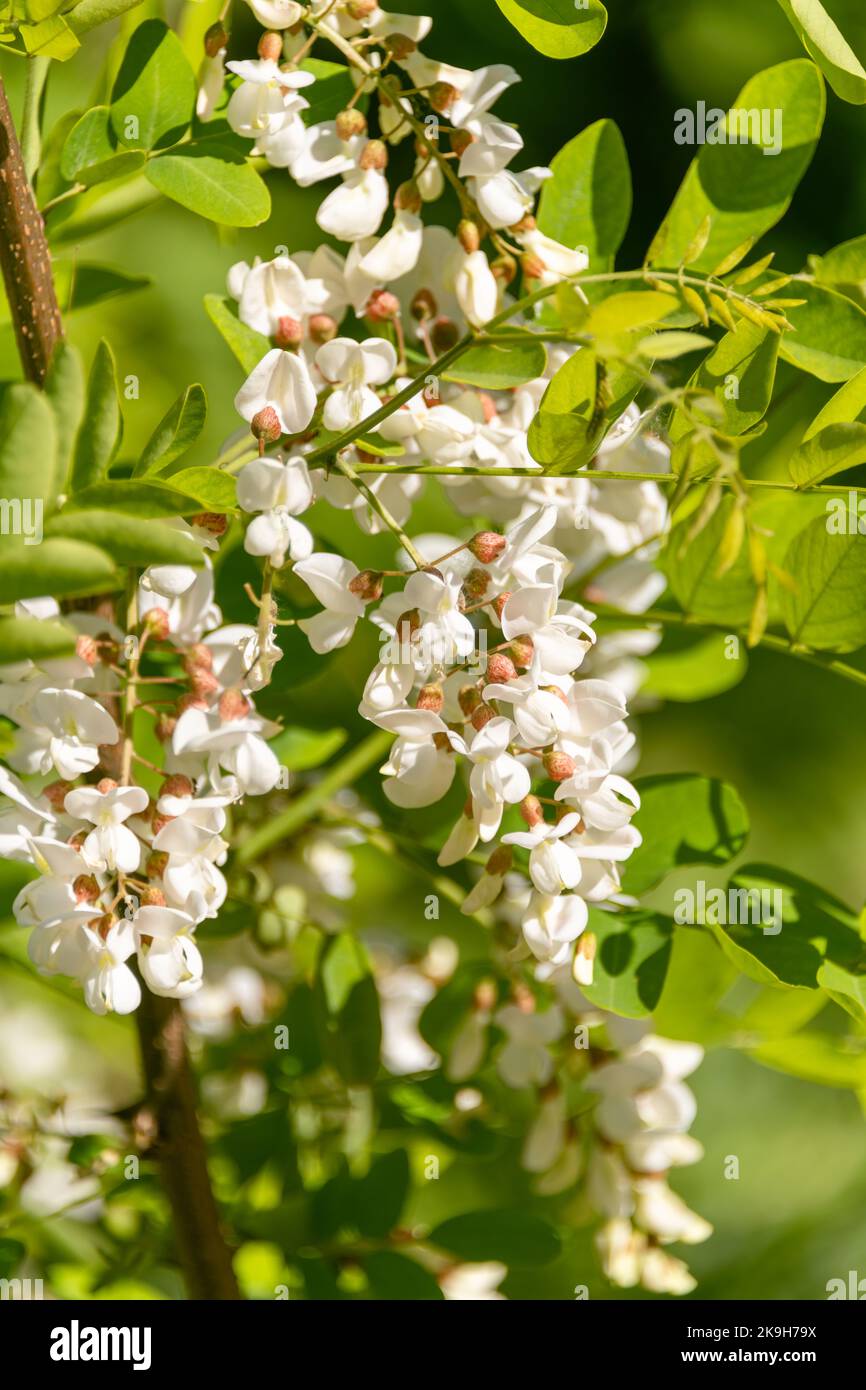 Robinia pseudoacacia wood hi-res stock photography and images - Alamy