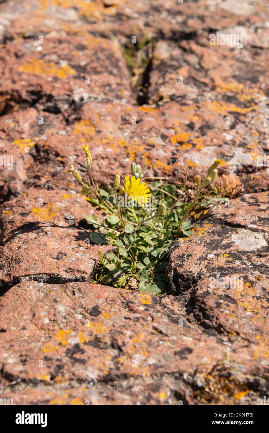 Flower Growing An A Stone Wall - Seen In Tuscany Stock Photo - Alamy