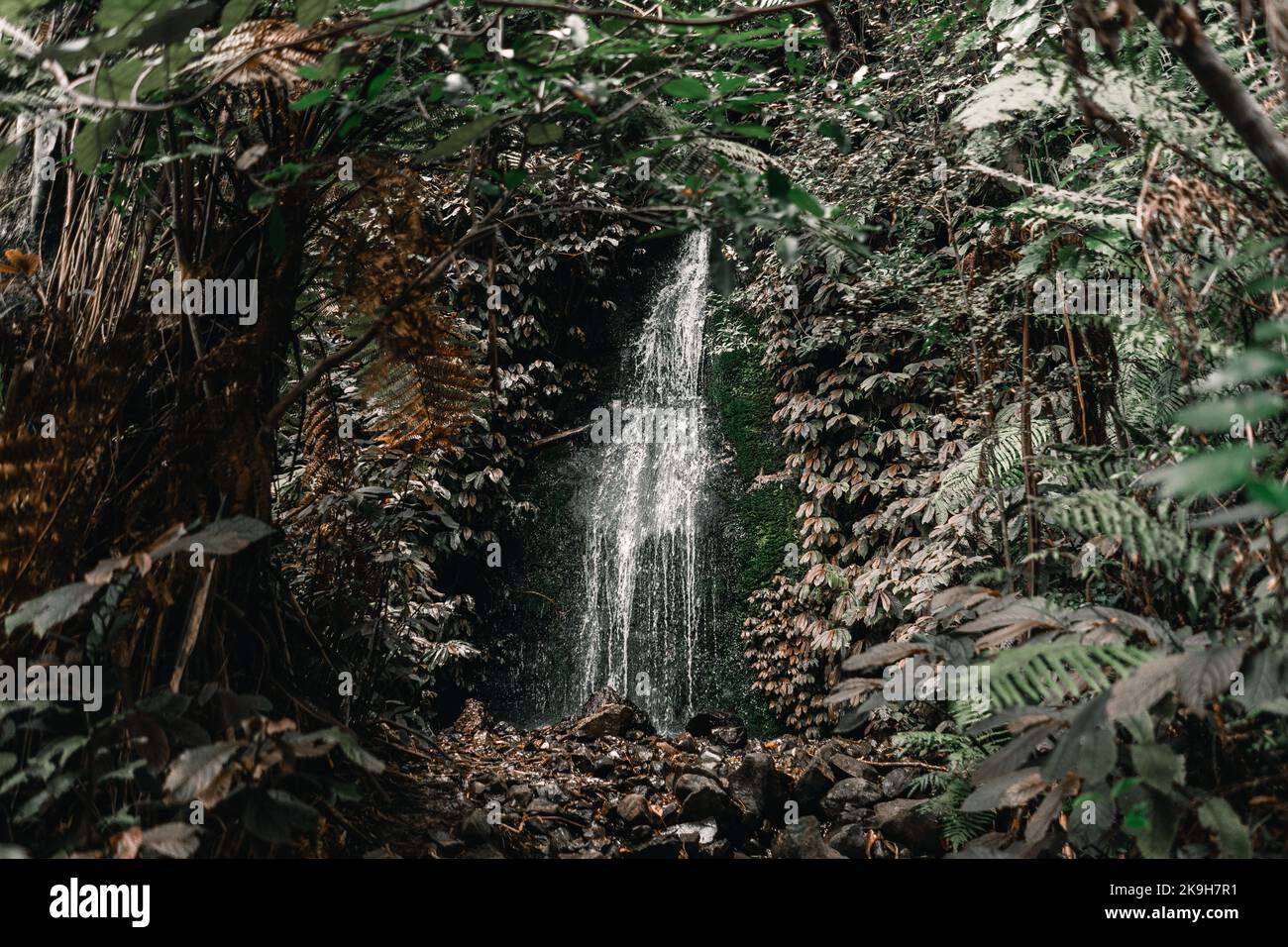 little corner of the jungle with a lot of greenery and a lot of trees ...