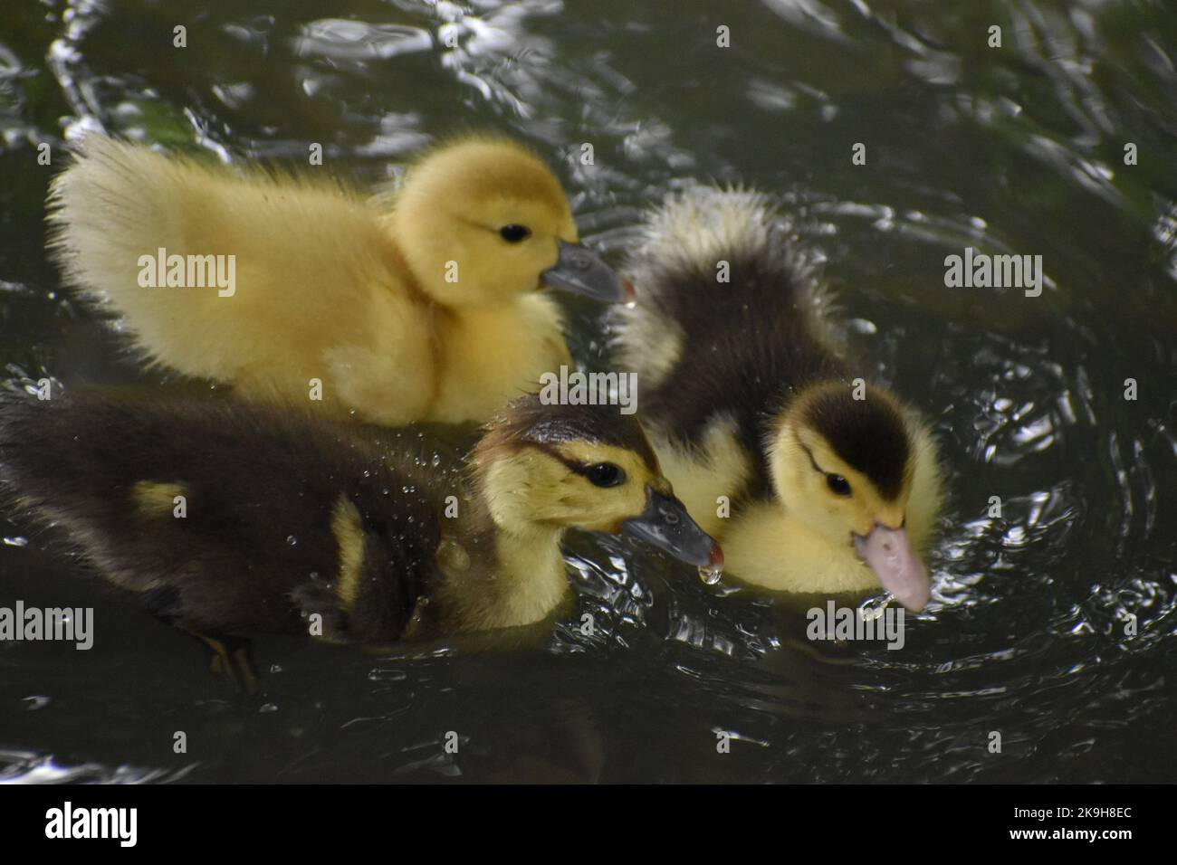 Puffy duck hi-res stock photography and images - Alamy